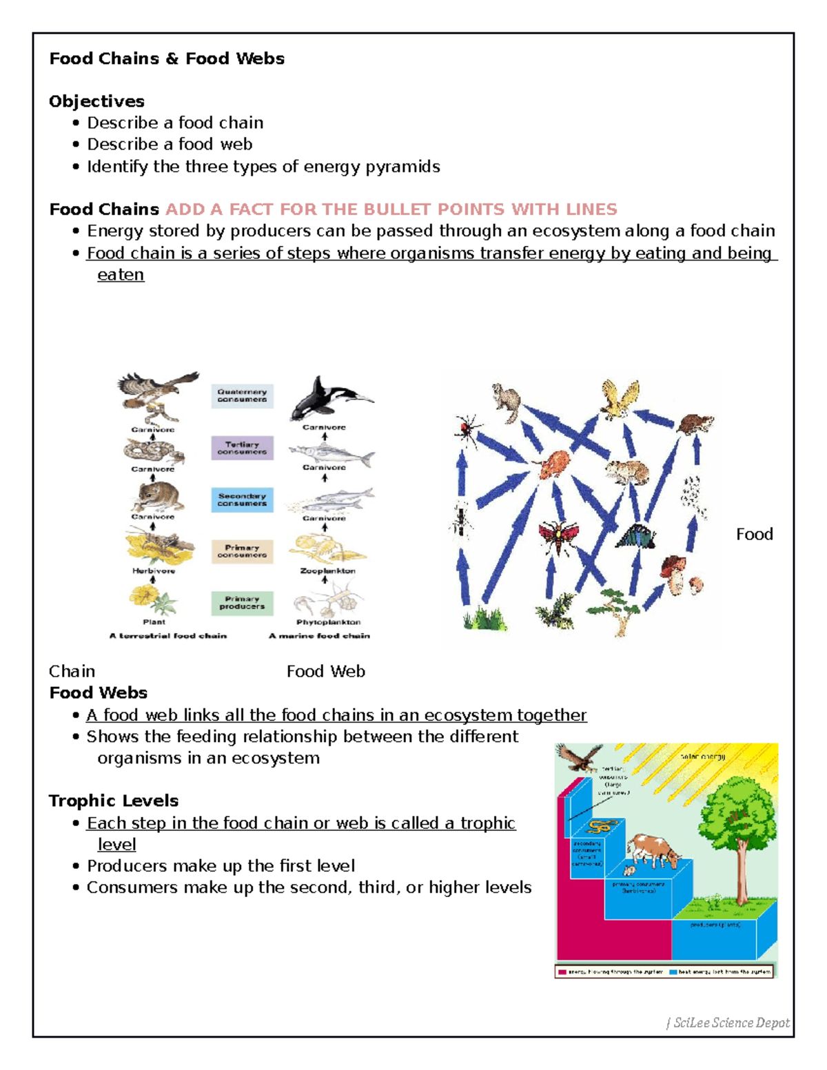 Food Chains & Food Webs Student Guided Notes - | SciLee Science Depot ...