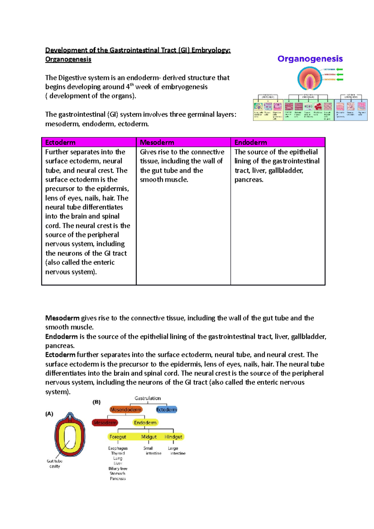 Development of the Gastrointestinal Tract - The gastrointestinal (GI ...