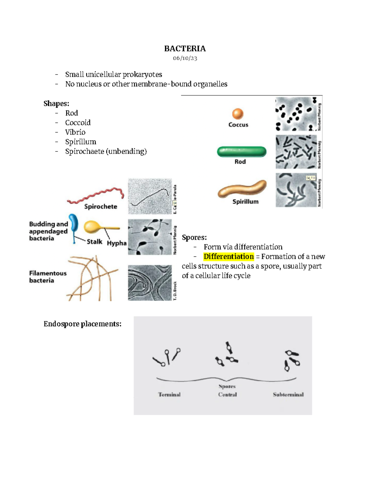 Bacteria Lecture Notes - OSX-1002-0 - BACTERIA 06/10/ Small unicellular ...
