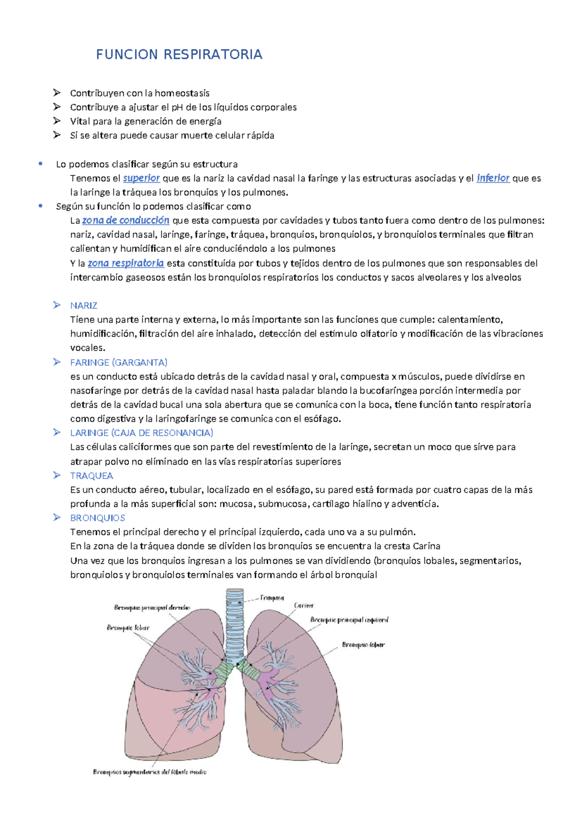 Funcion Respiratoria - cxvxc - FUNCION RESPIRATORIA Contribuyen con la homeostasis Contribuye a ...
