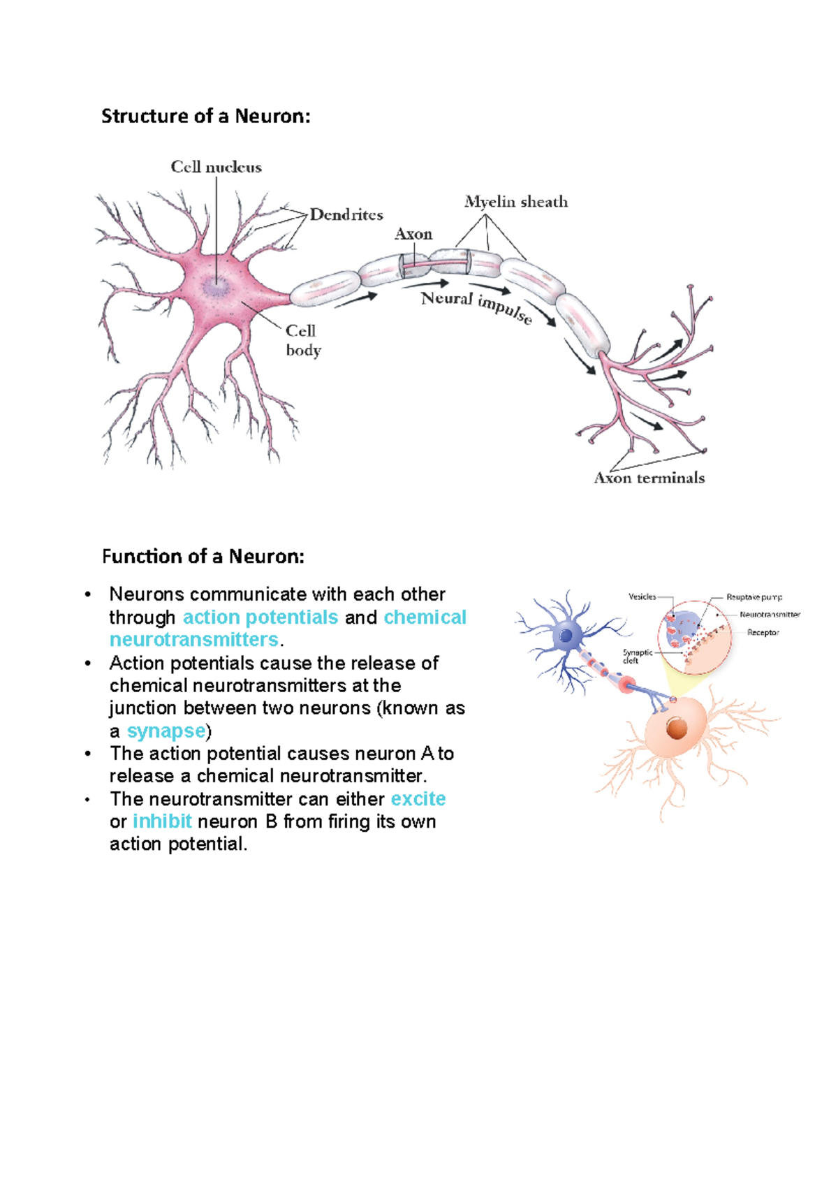 Structure of a Neuron - notes - Structure of a Neuron: Function of a ...