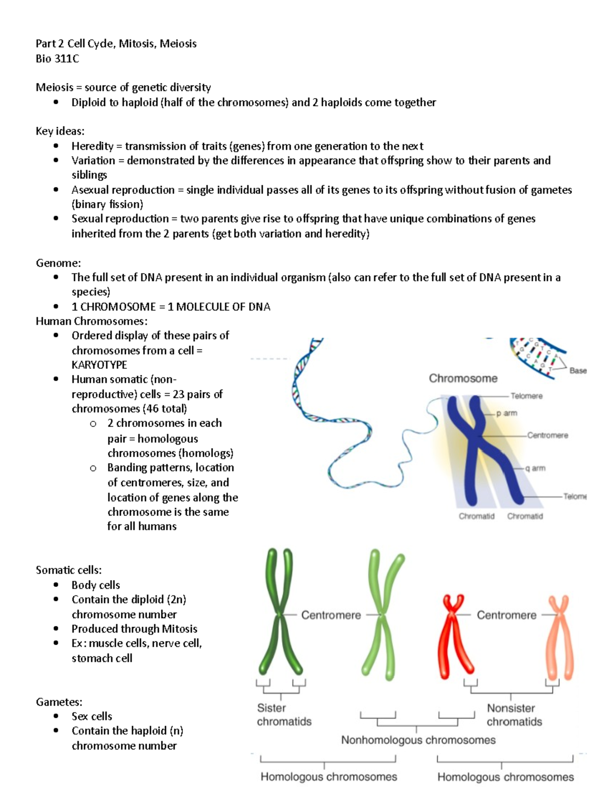 Part 2 Cell Cycle, Mitosis, Meiosis - Part 2 Cell Cycle, Mitosis ...
