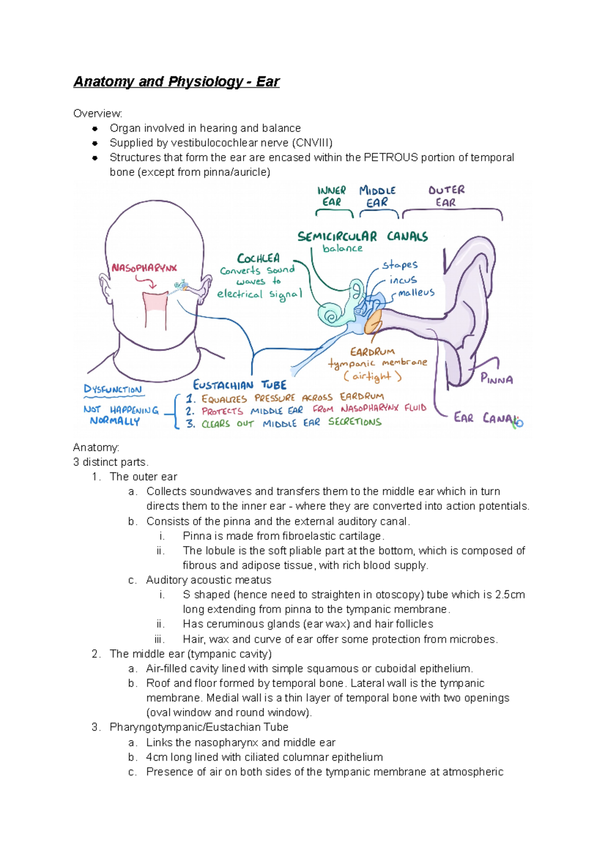 Anatomy and Physiology of the Ear - Anatomy and Physiology - Ear ...