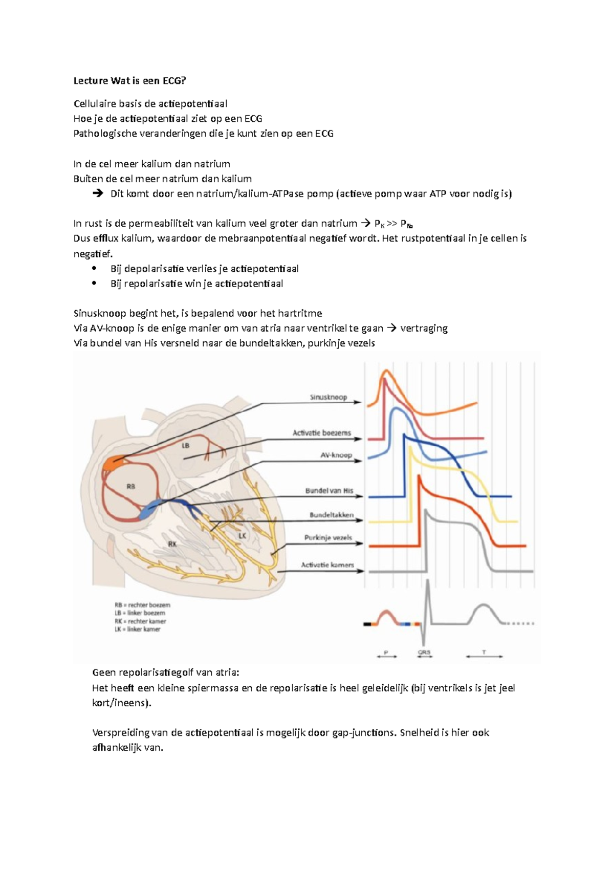 Lecture Wat is een ECG - Lecture Wat is een ECG? Cellulaire basis de ...