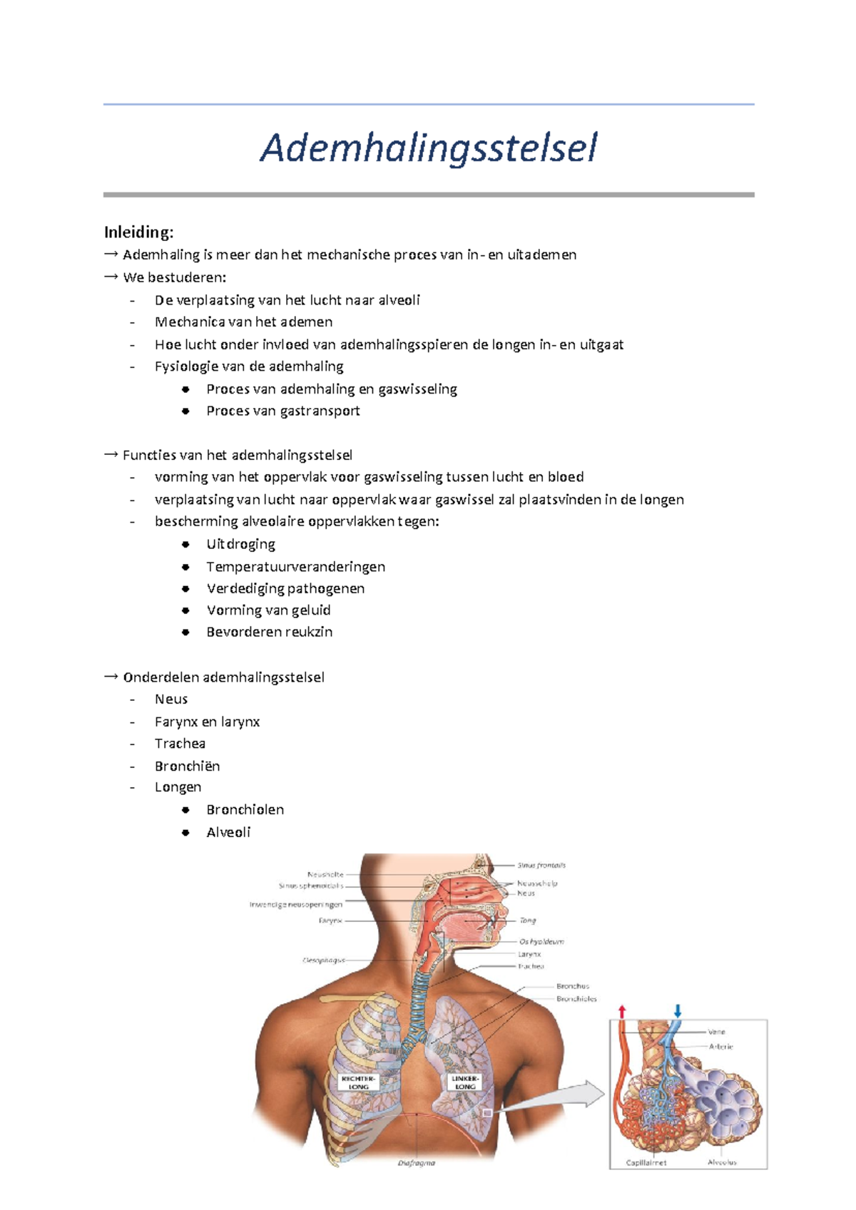 Ademhalingsstelsel samenvatting - Ademhalingsstelsel Inleiding: → ...