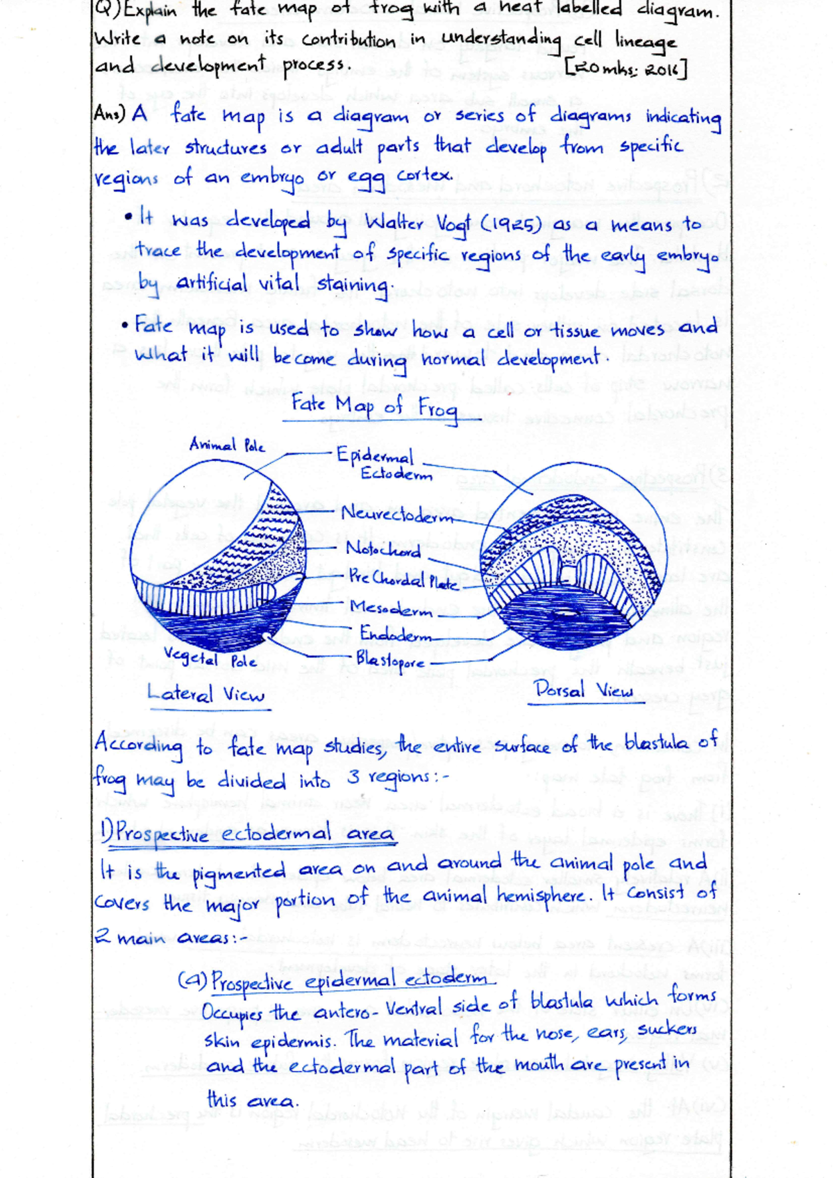 Development biology QA 2 Fate map of frog - Bachelor of science - Studocu
