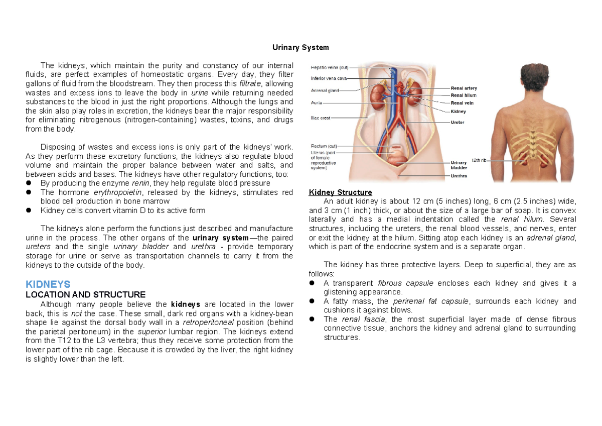Urinary System - Notes - Urinary System The kidneys, which maintain the ...