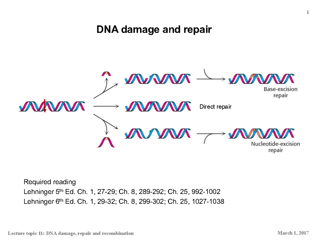 Lecture 11 DNA repair (PDF) - DNA damage and repair Required reading Lehninger 5 th Ed. Ch. 1 ...