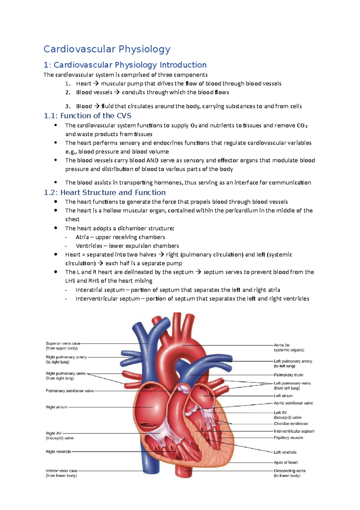 Cardiovascular system physiology - Cardiovascular Physiology 1 ...