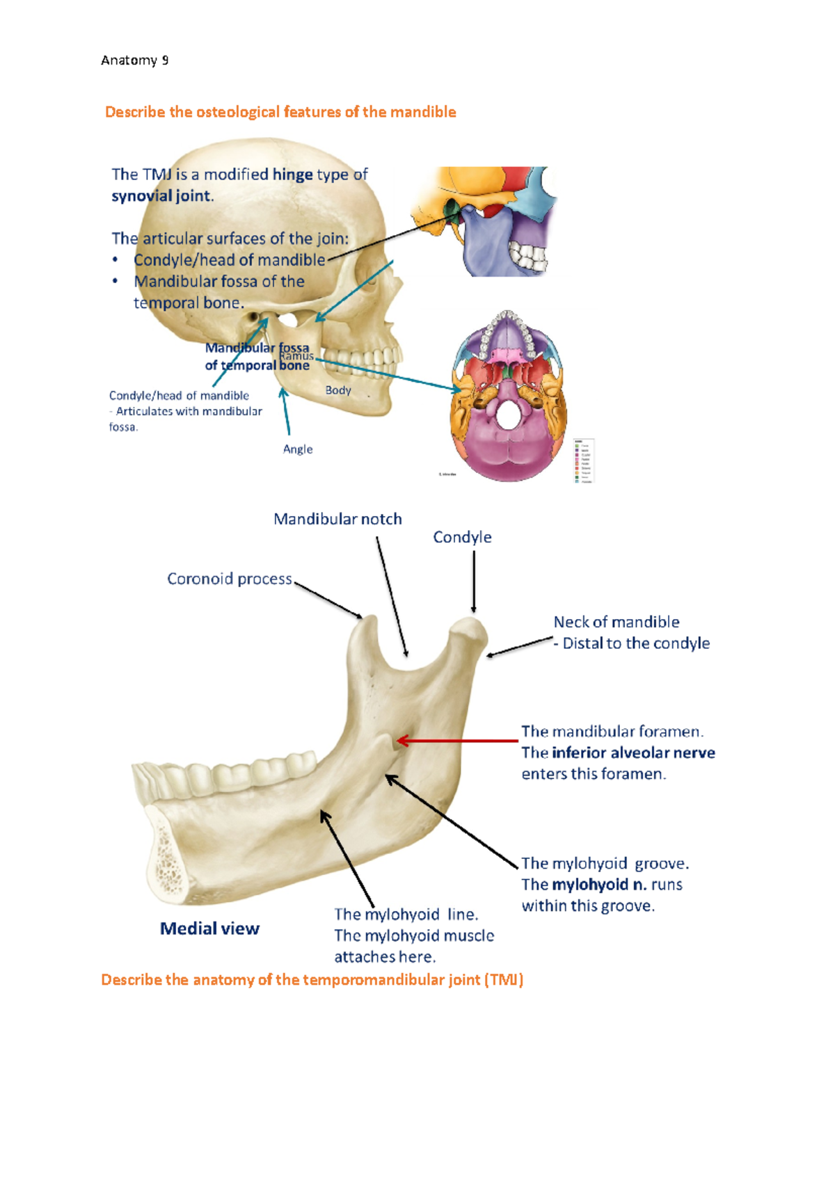 Anatomy 9 Muscles of mastication - Anatomy 9 Describe the osteological ...