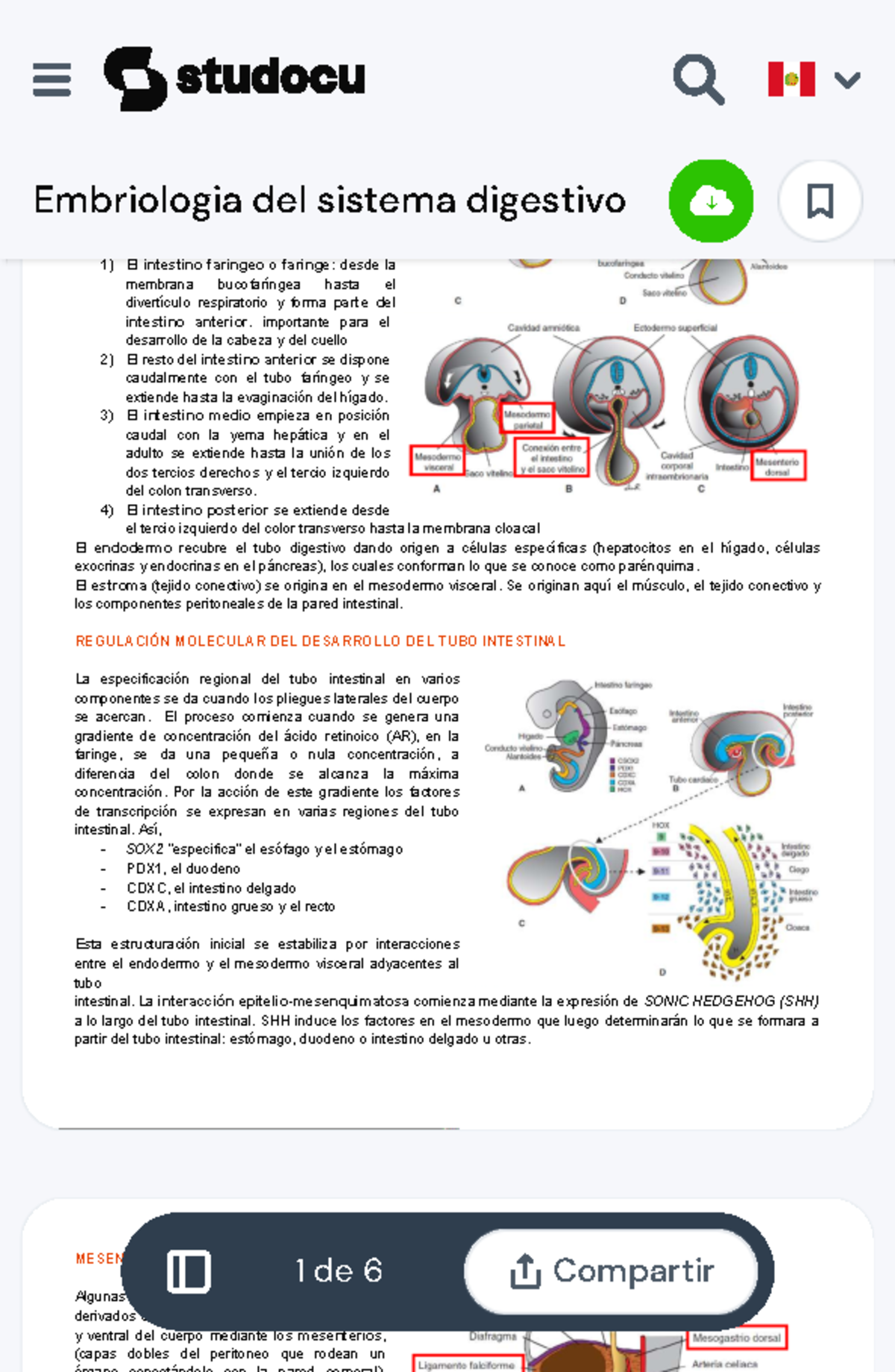 Embriologia del sistema digestivo - Sistema Digestivo Divisiones DEL ...