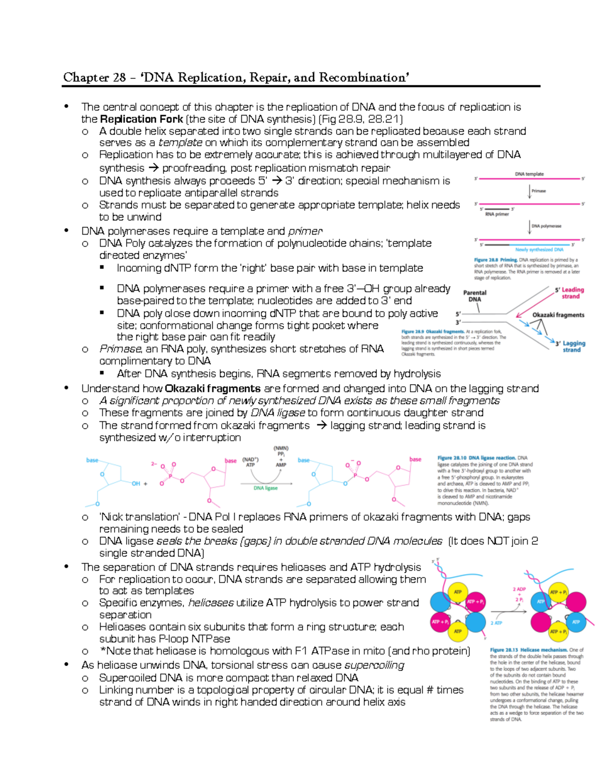 Chapter 28 DNA Replication, Repair, and Recombination - Chapter 28 ...