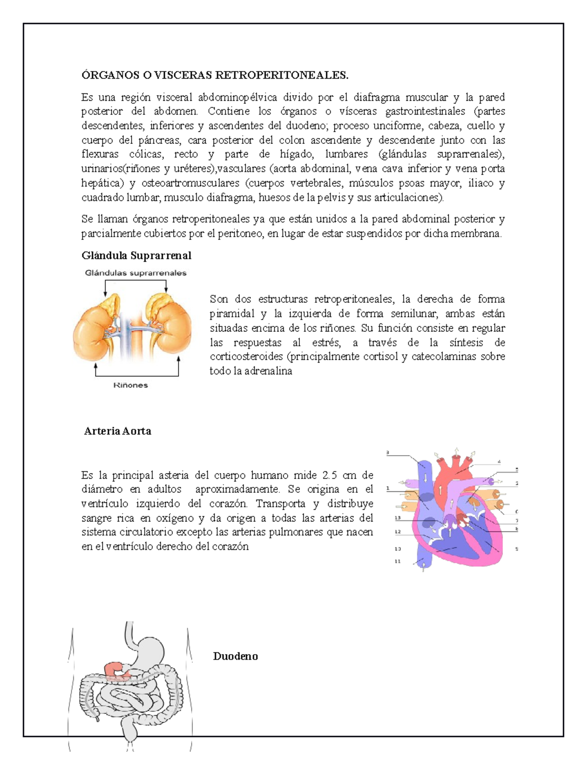 Organos Retroperitoneales - ÓRGANOS O VISCERAS RETROPERITONEALES. Es ...