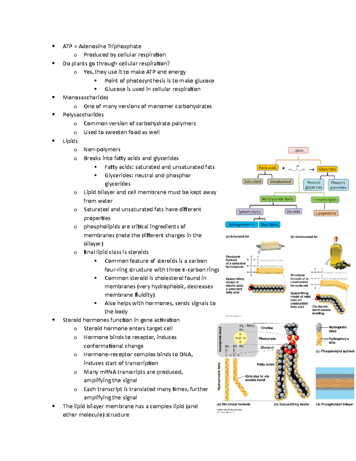 9-16-2022 notes - proteins and cellular respiration - ATP = Adenosine ...
