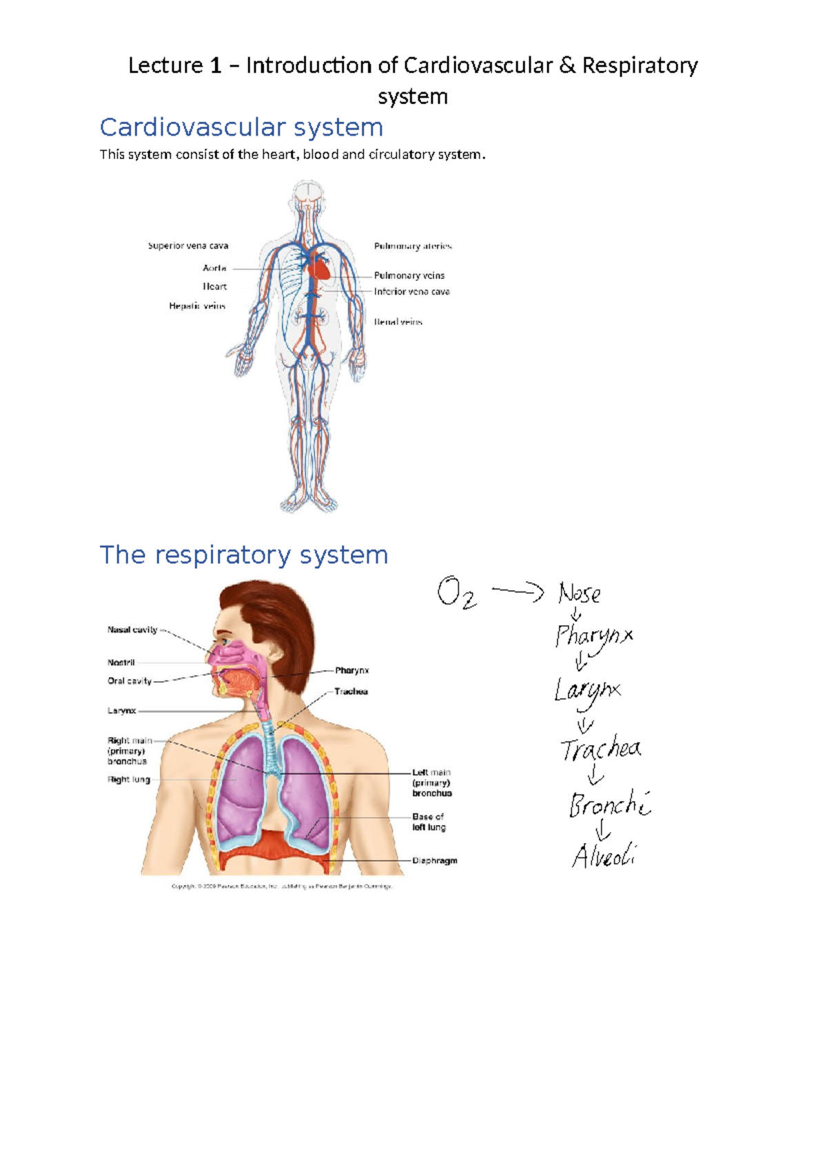 Lecture 1 – Introduction of Cardiovascular & Respiratory system ...