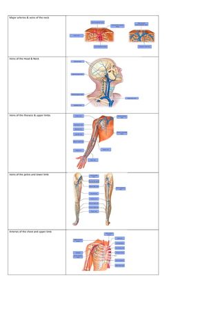 Pp lab report blood 681708 - LABORATORY REPORT Activity: Hematocrit and ...