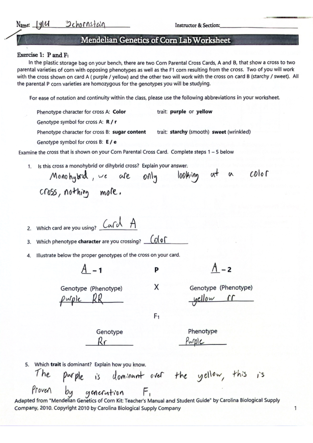 Mendelian Gen Tyler S Worksheet - BIO-181L - Studocu