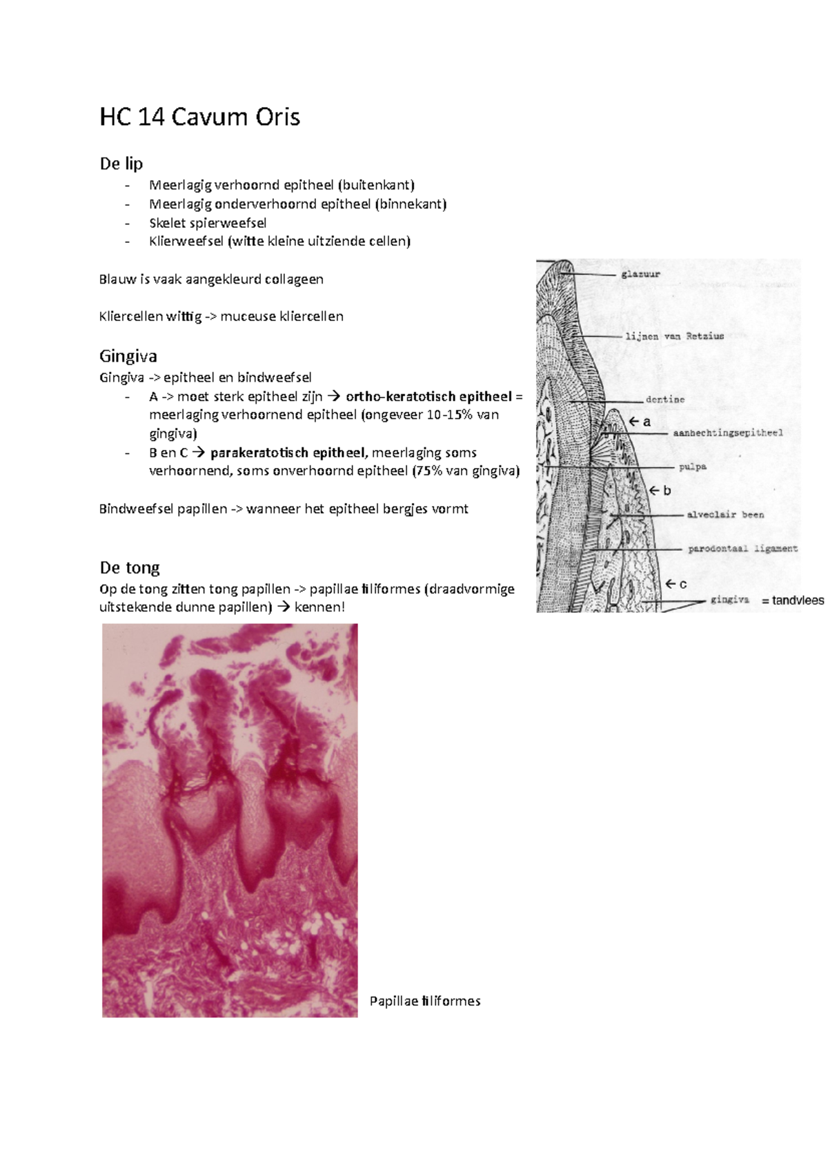 HC 13 Cavum Oris - college aantekeningen voor het vak functionele ...