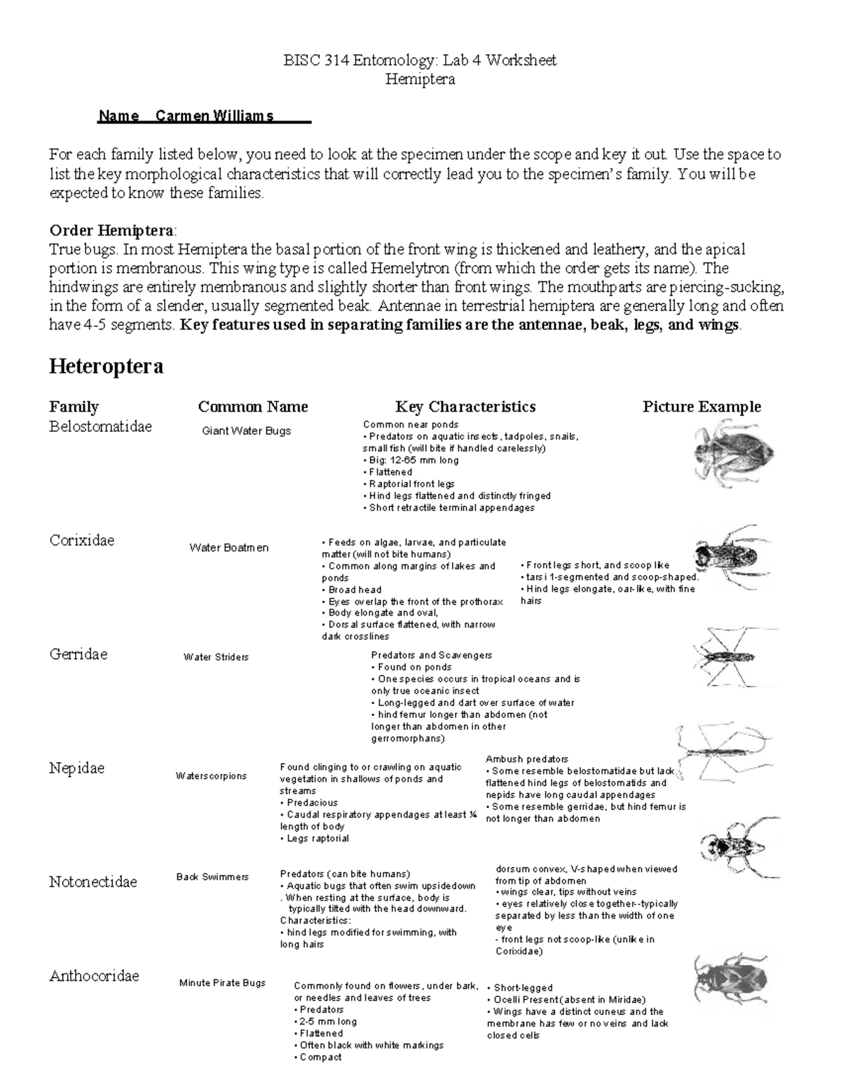 Lab 4 Completed Hemiptera Blattodea Mantodea Embioptera Phasmatodea ...
