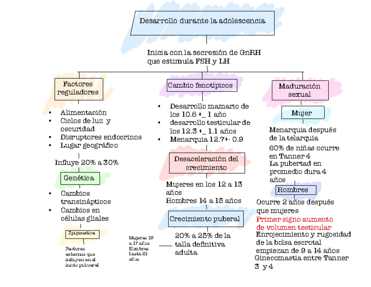 Mapa conceptual Adolescencia - Desarrollo durante la adolescencia Inicia con la secresión de ...