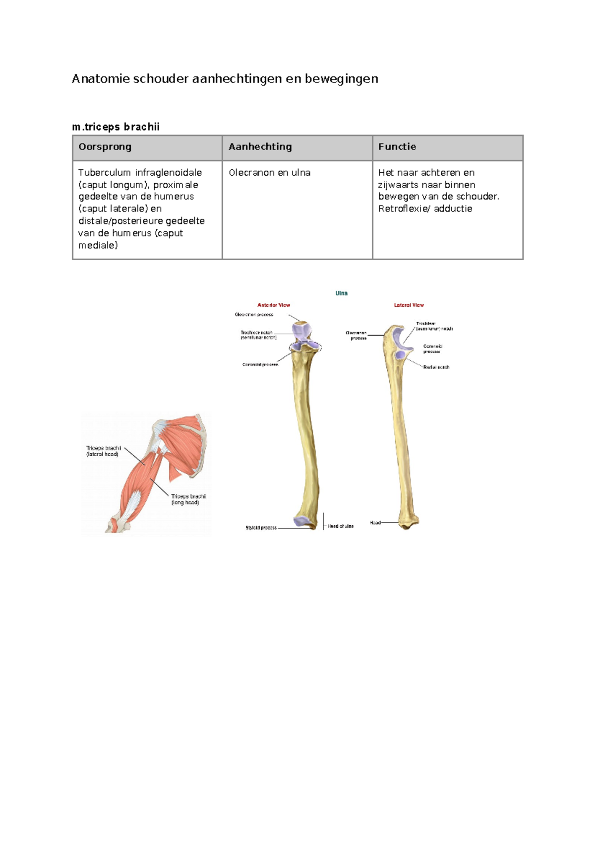 Anatomie schouder aanhechtingen en bewegingen - Retroflexie/ adductie m ...