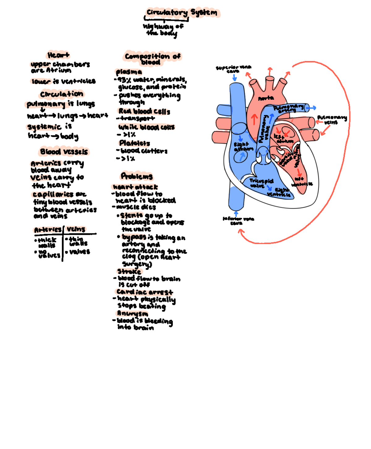 Circulatory system - bio notes - Studocu