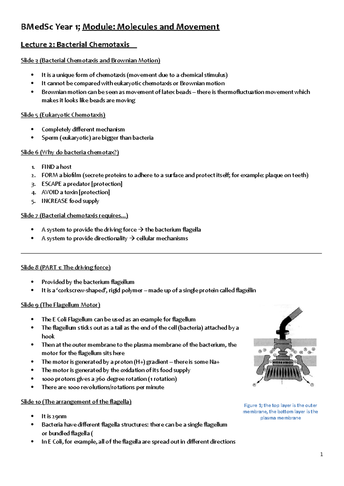 Bacterial Chemotaxis Lecture Notes Lecture 2 Bmedsc Year 1 Module