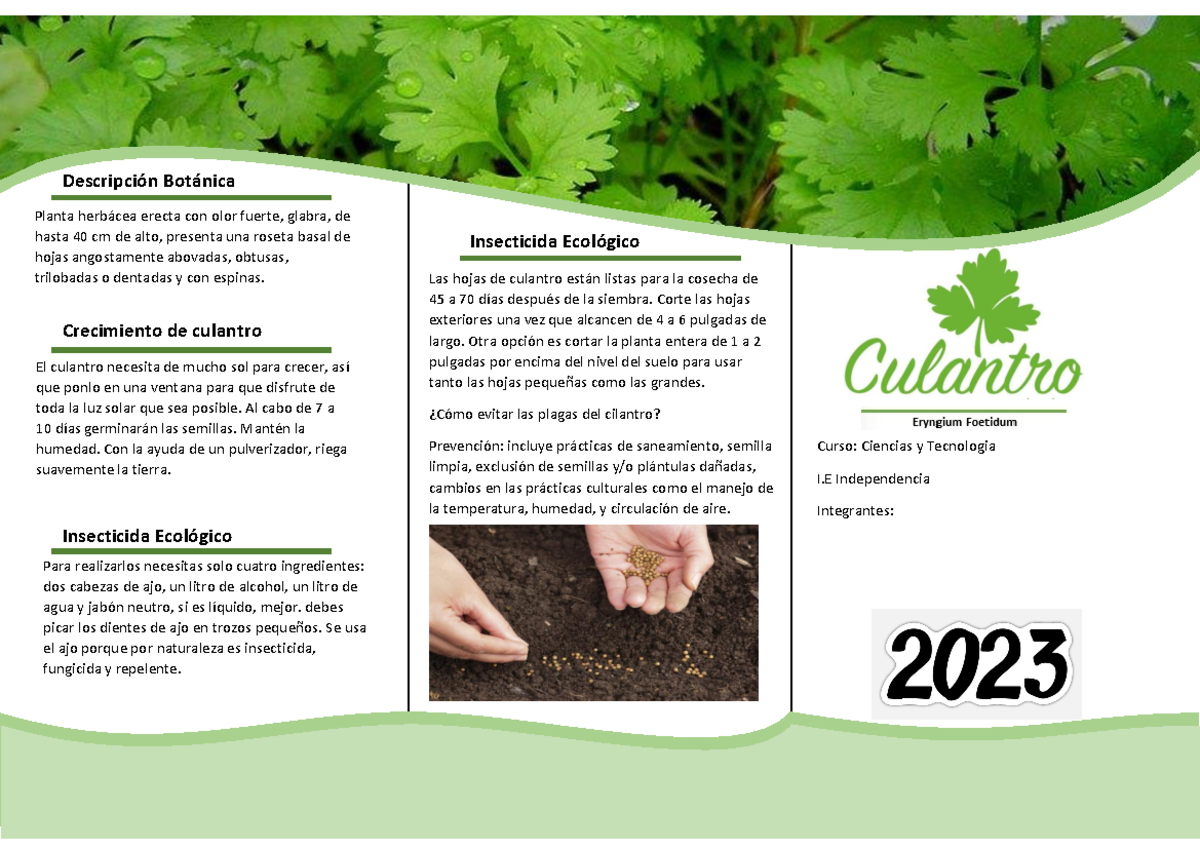 Etapas De Crecimiento Del Cilantro
