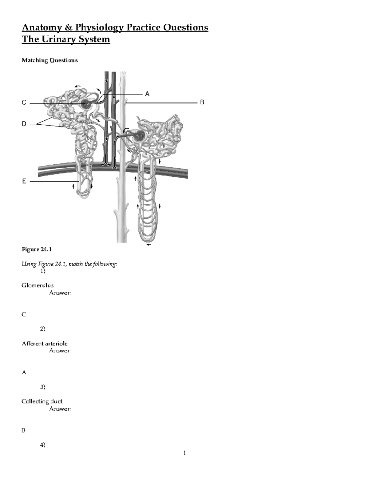 Urinary System Anatomy Quiz