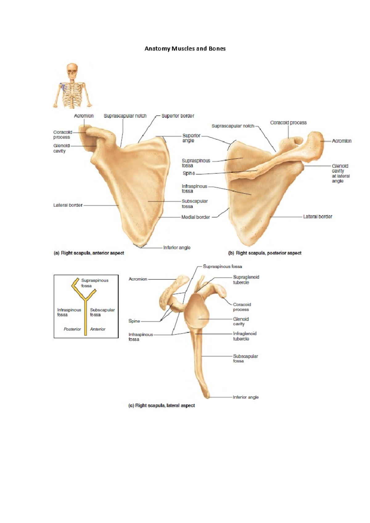 Anatomy muscles and bones - (For a related image, see A Brief Atlas of ...
