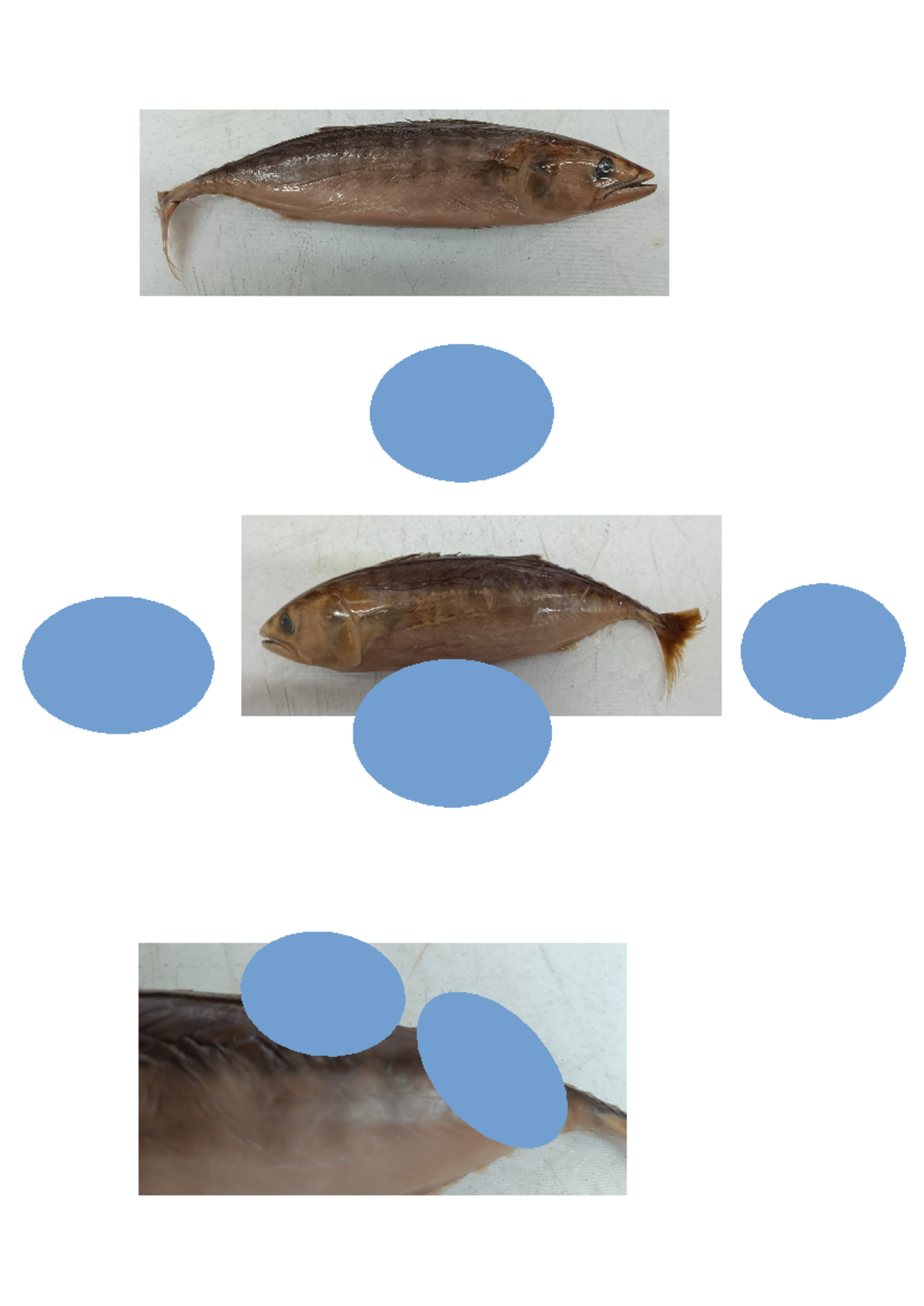 Practica N3 fisiologia - FUSIFORME DE FORMA COMPRIMIDA DE FORMA ...