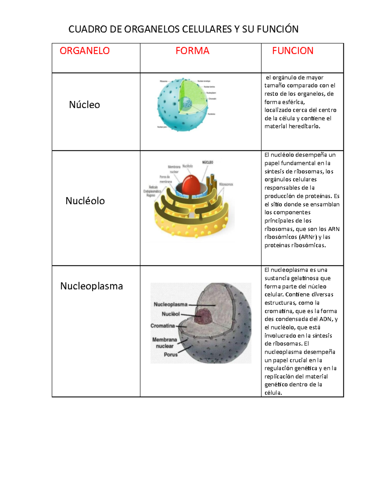 Cuadro sobre los organelos - ORGANELO FORMA FUNCION Núcleo el orgánulo ...