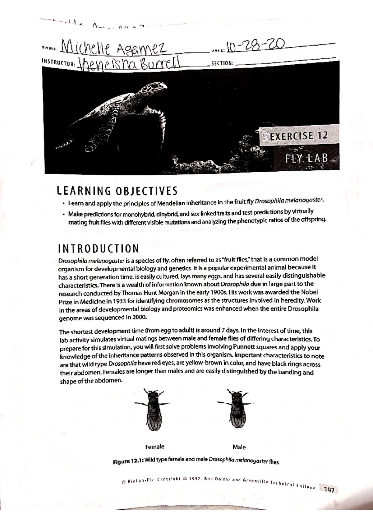 Ex. 12 fly Lab - EXPERIMENT 12 FLY LAB - 11, NAME: Michelle Agamez UMIC ...