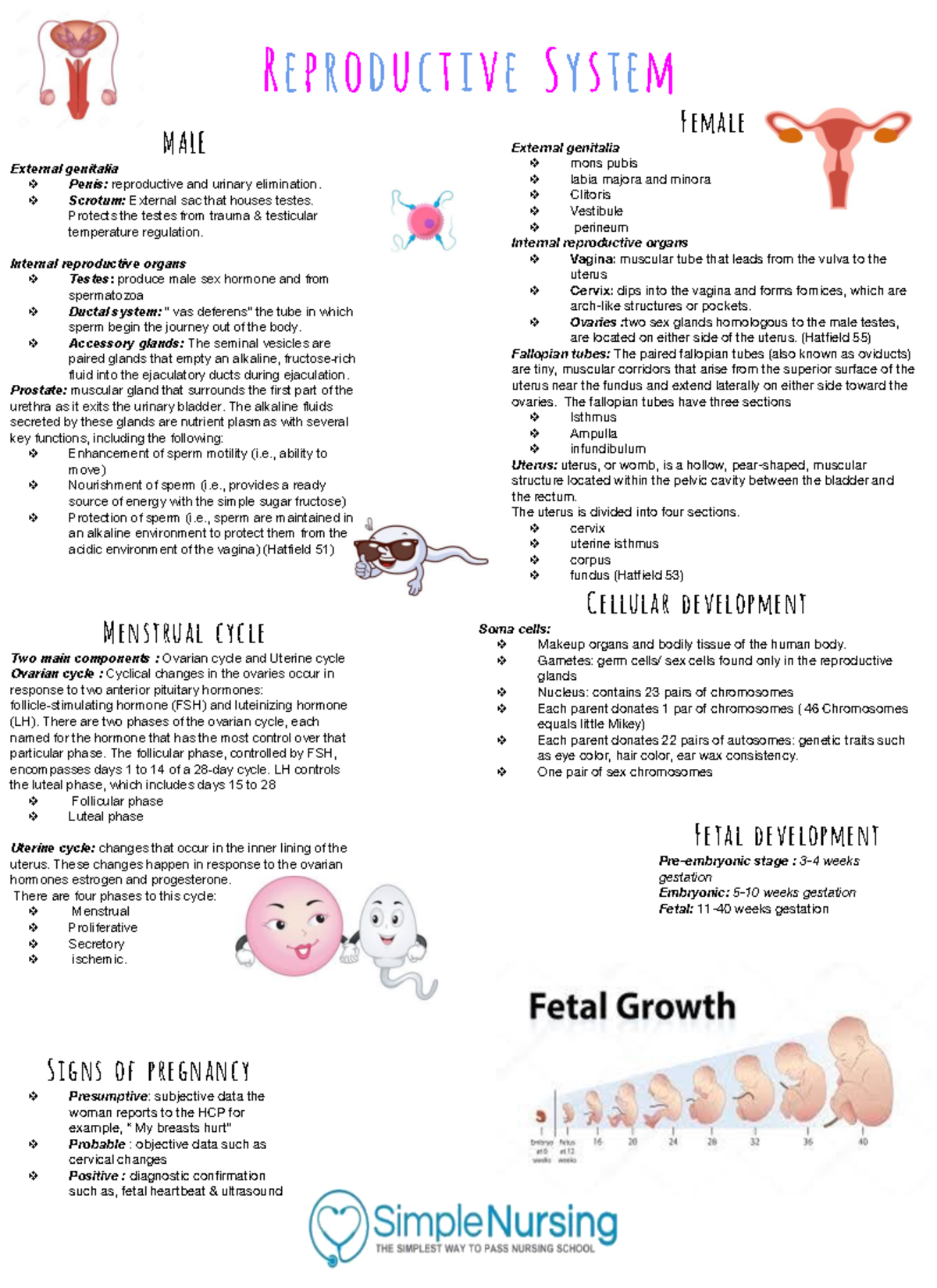 Anatomy - Reproductive System RN Maternal and Newborn - Reproductive ...