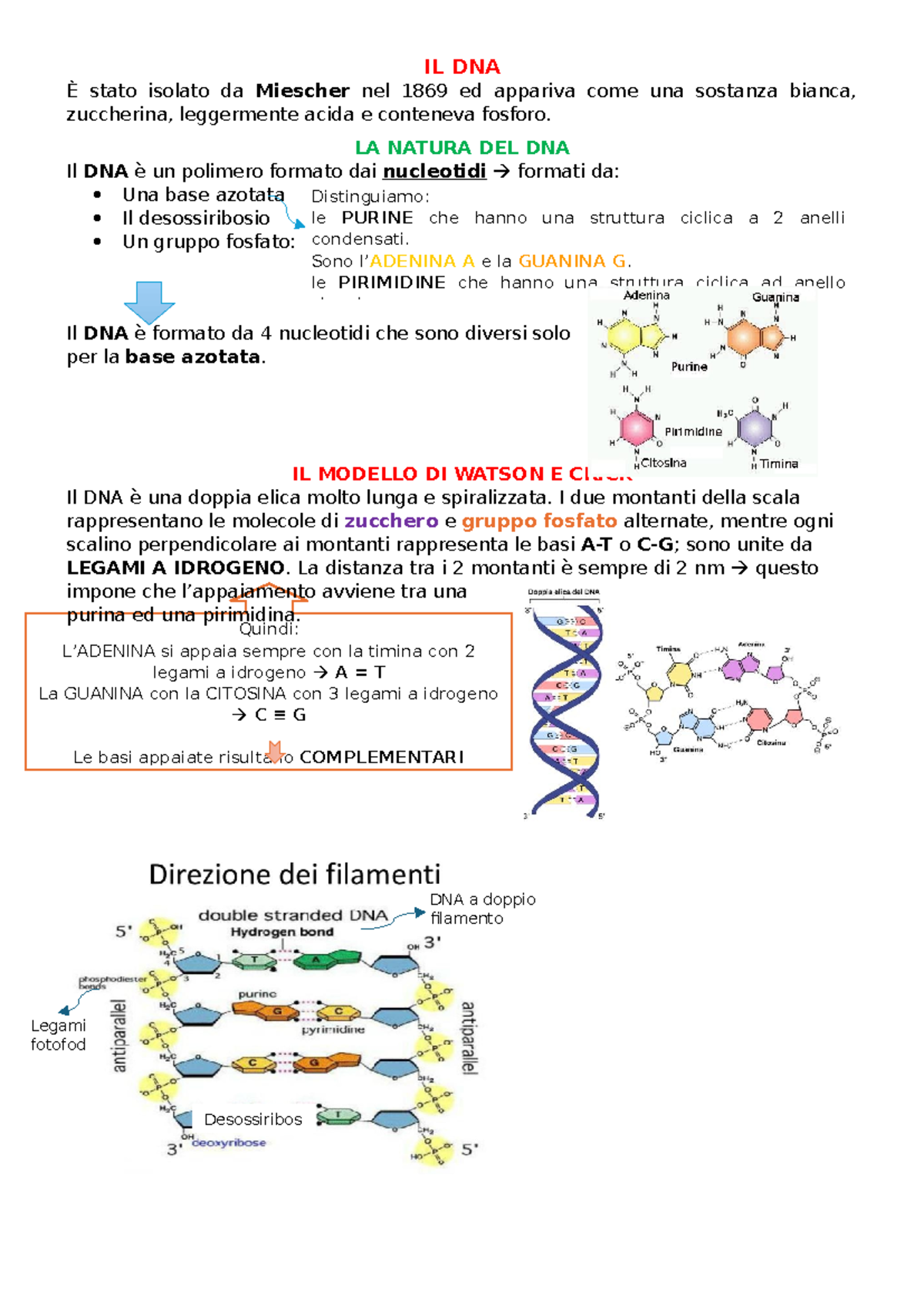 IL DNA - Riassunto Biologia Generale - Quindi: L’ADENINA si appaia ...
