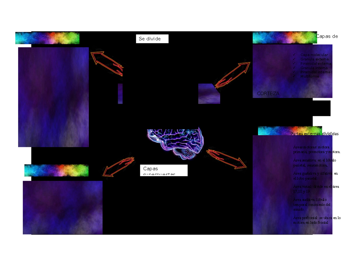 Mapa de corteza cerebral - Áreas motoras: motora primaria, premotora y ...