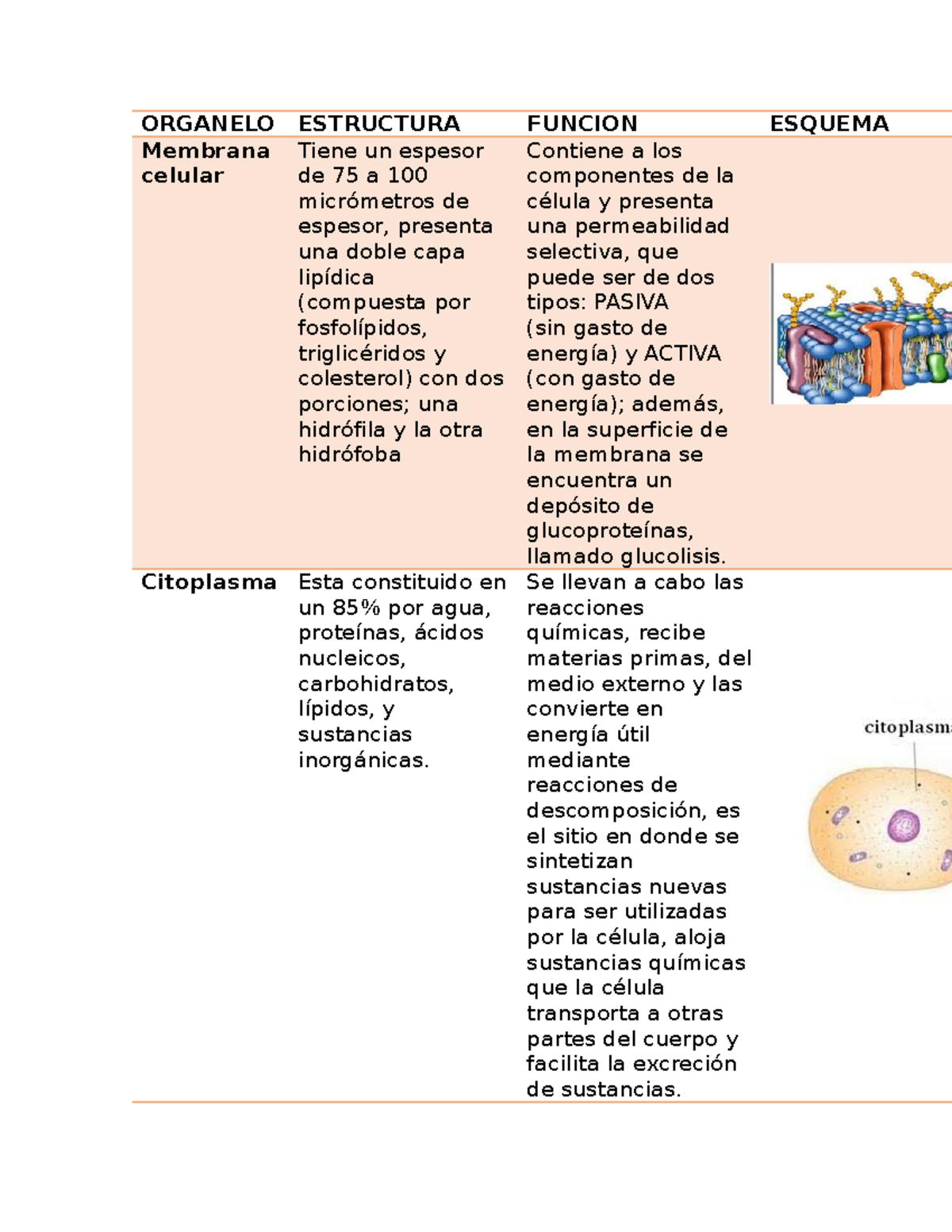 Celulas - Repaso de organelos celulares - ORGANELO ESTRUCTURA FUNCION ...