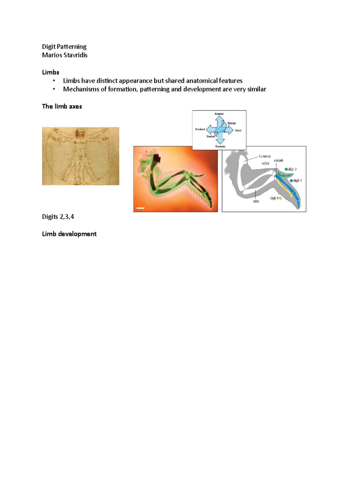 Lecture 12 - part 1 - Digit Patterning Marios Stavridis Limbs - Limbs ...
