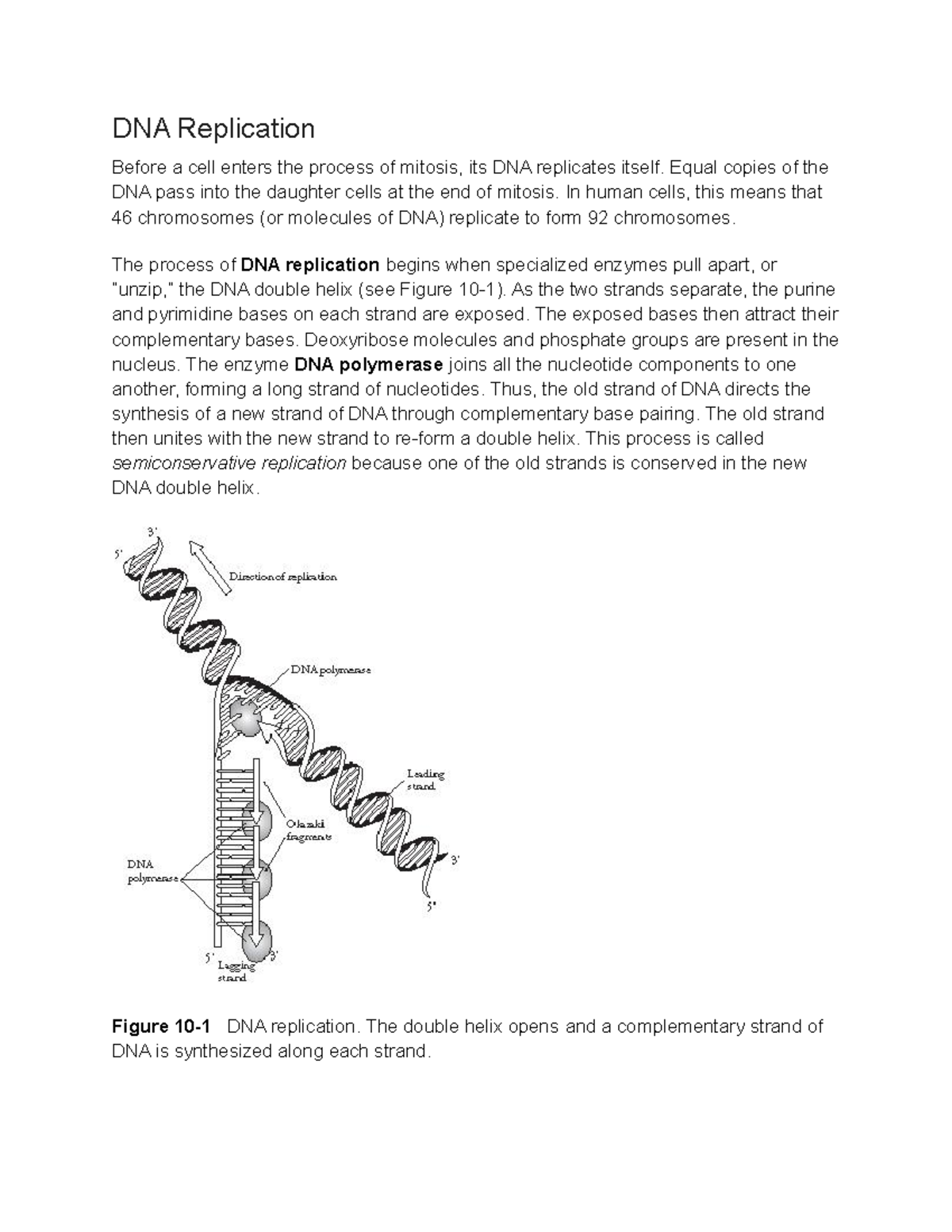 DNA Replication - DNA Replication Before a cell enters the process of ...