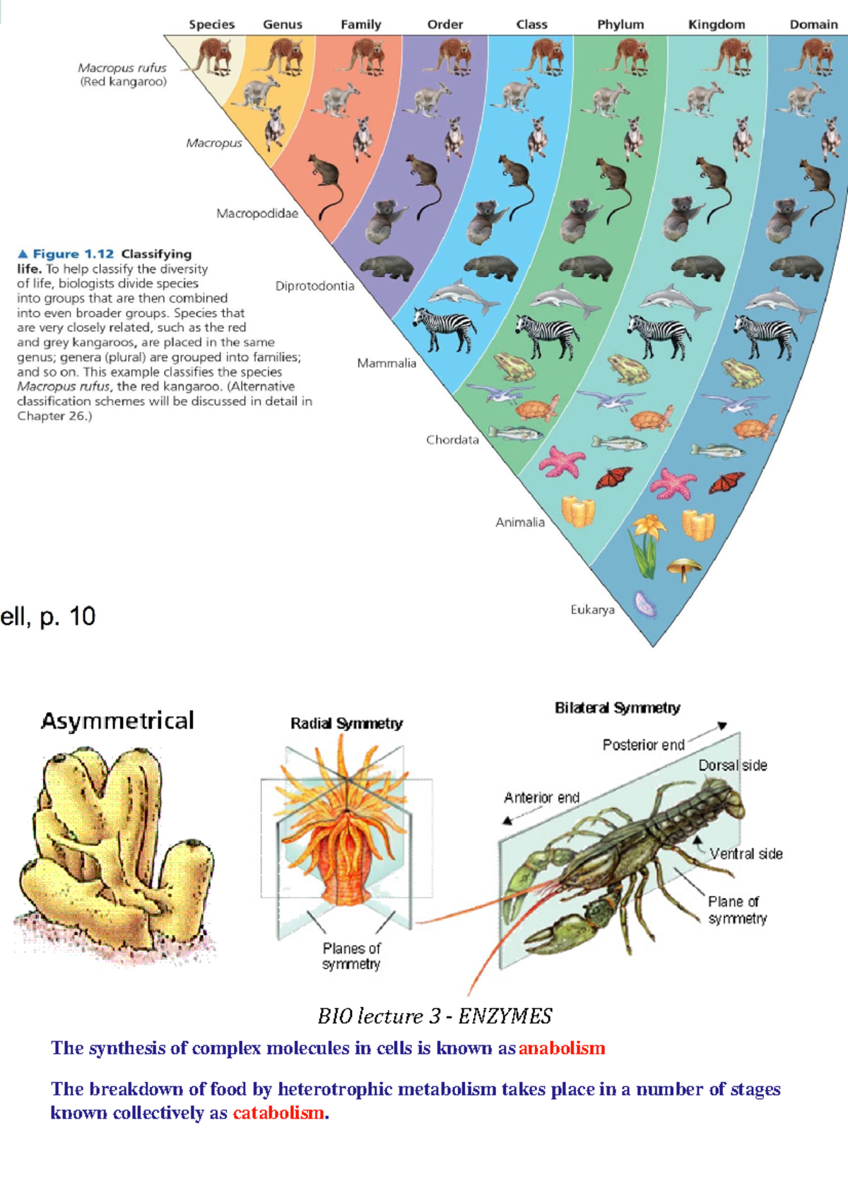 Bio1011 important notes - BIO lecture 3 - ENZYMES The synthesis of ...