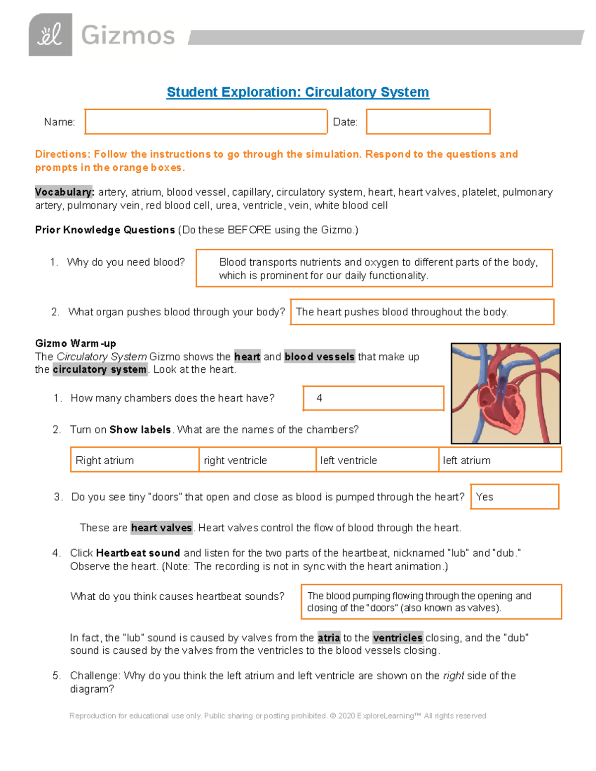 Circulatory System gizmo worksheet - Student Exploration: Circulatory ...