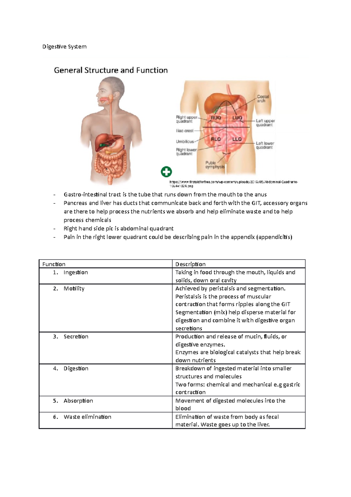 Digestive System Notes ANAT2111 Eat, Poo, Urinate, Large Intestine ...