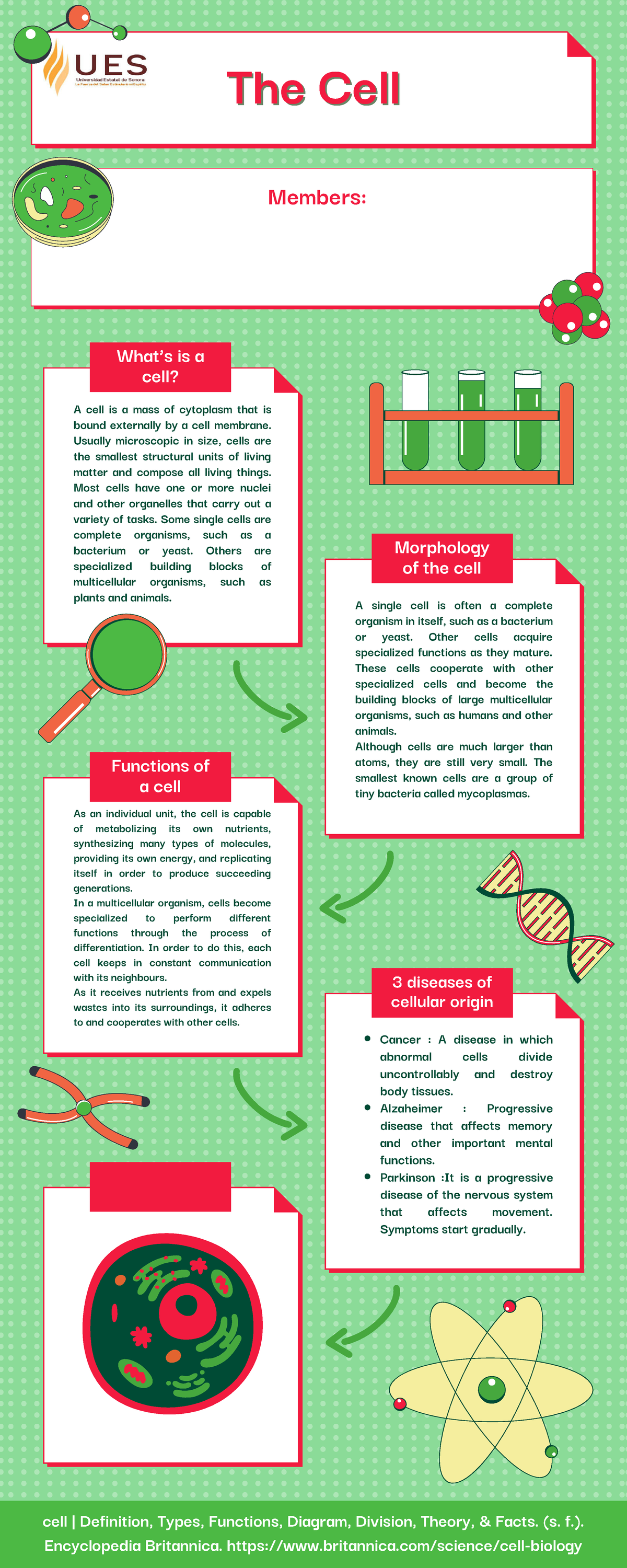 The Cell infographic - A single cell is often a complete organism in ...