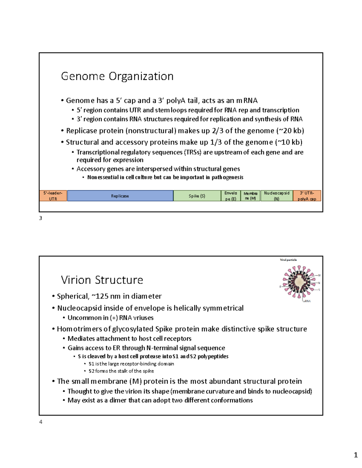 Genome 1 - microb - 1 Genome Organization Genome has a 5’ cap and a 3 ...