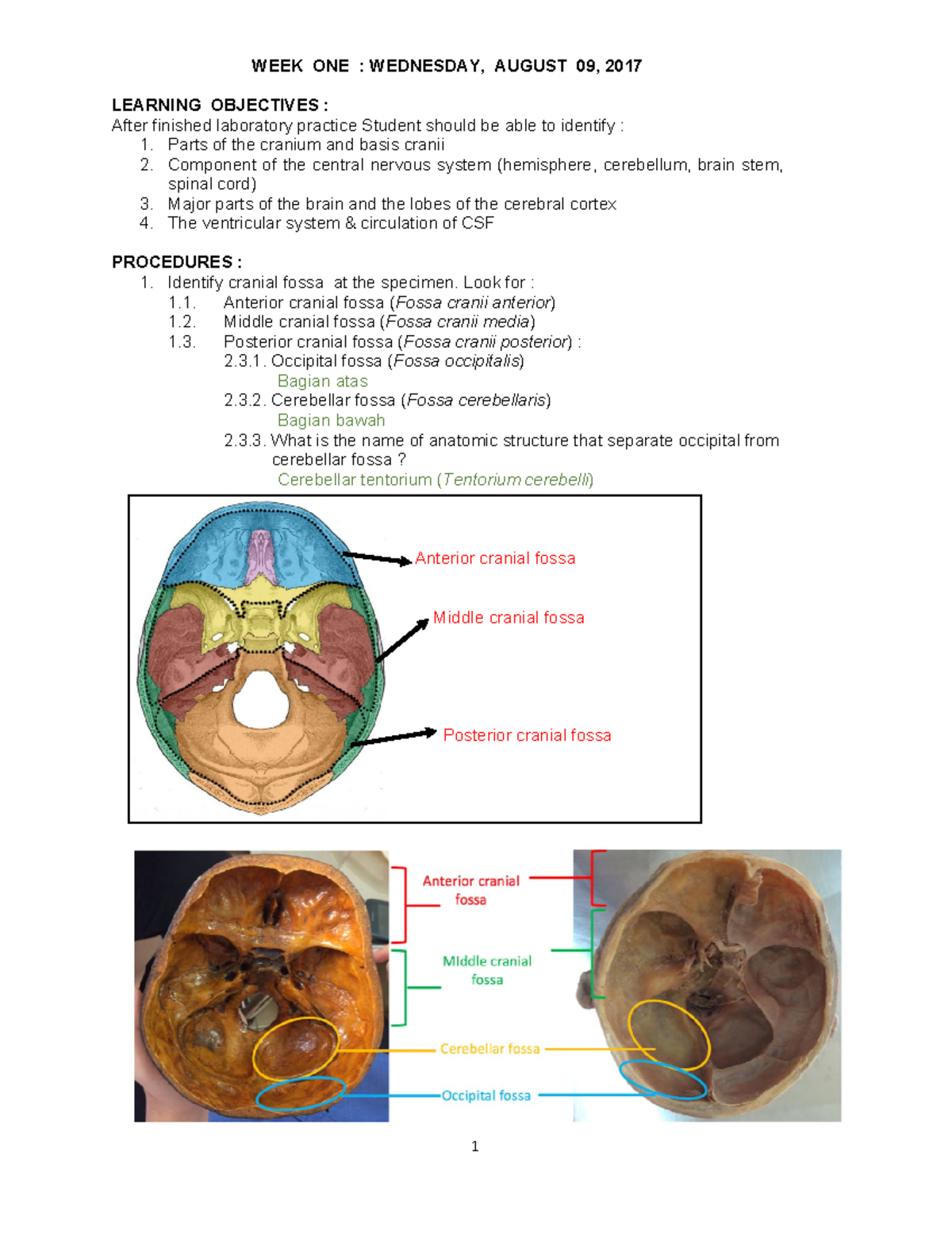 Skull Anatomy Manual Lab - WEEK ONE : WEDNESDAY, AUGUST 09 , 2017 ...