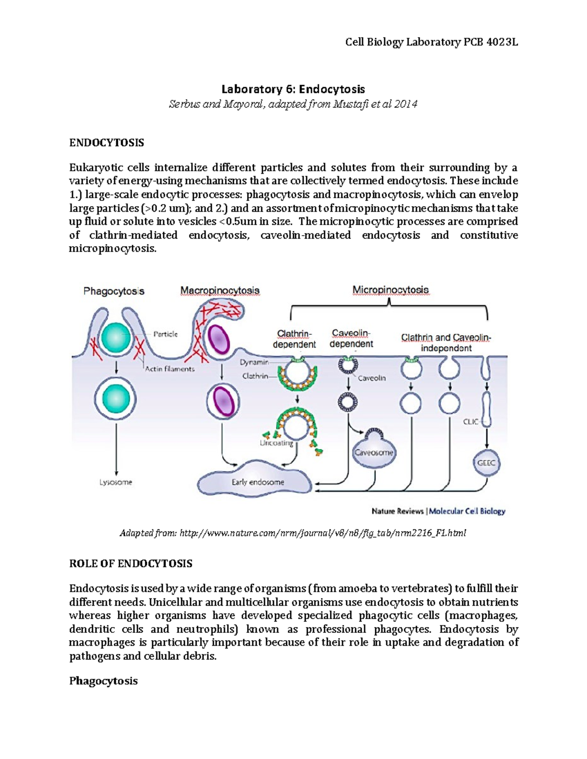 PCB4023 Cell BIo Lab Endocytosis - Laboratory 6 : Endocytosis Serbus ...