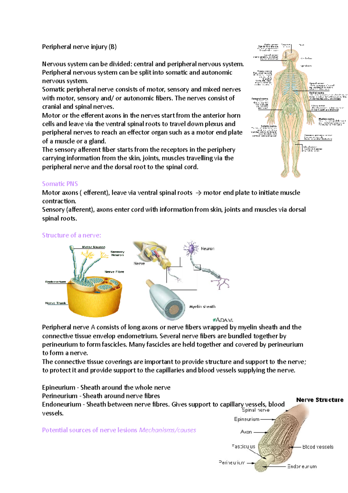 Peripheral nerve injury - Peripheral nervous system can be split into ...