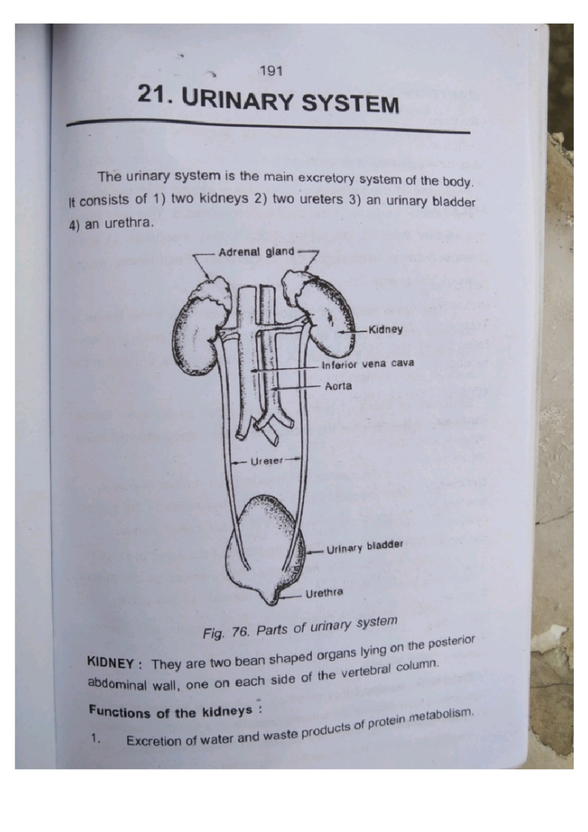 Anatomy of the urinary system - Basic anatomy - Studocu