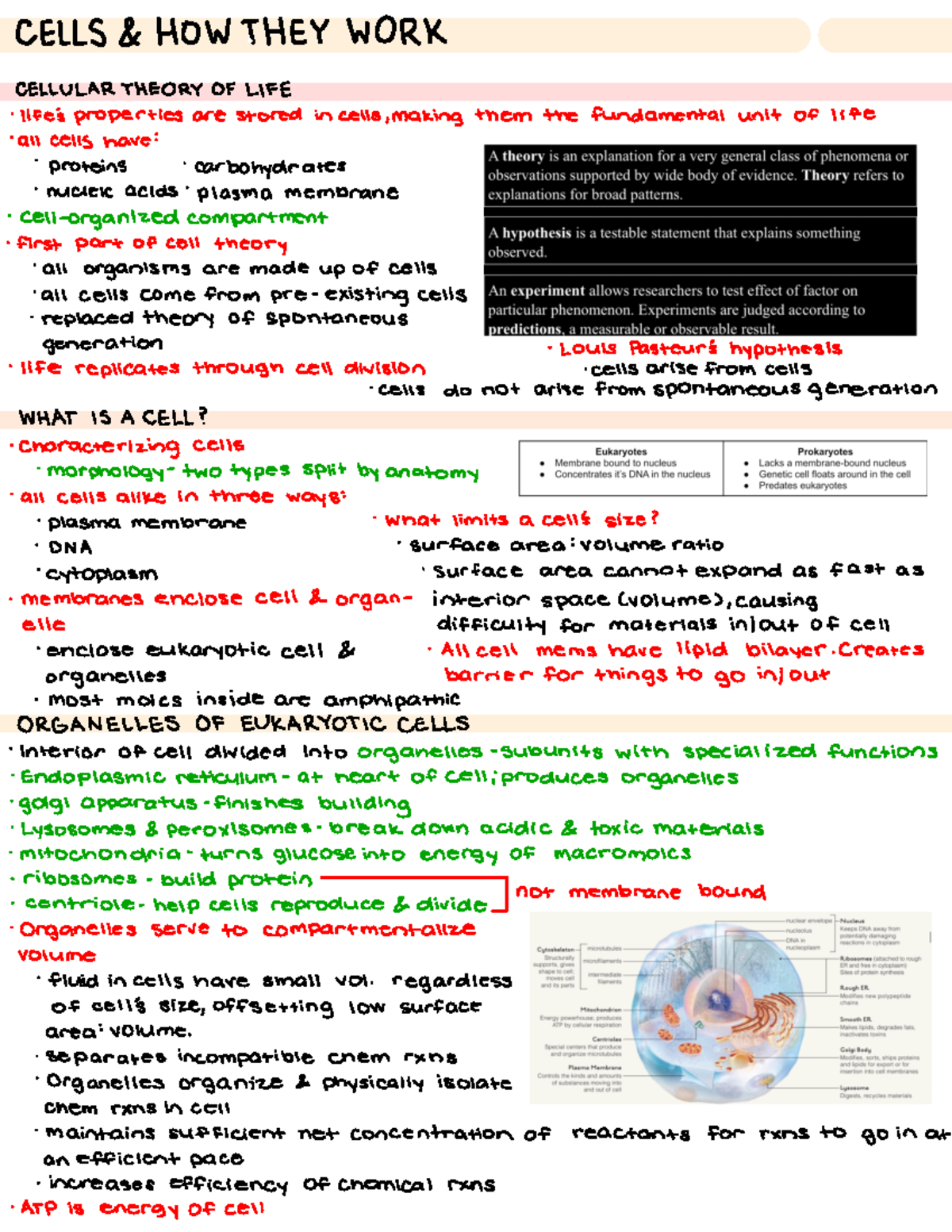Cells and How They Work Notes (BIOL 110) - CELLS O HOW THEWORK CELLULAR ...