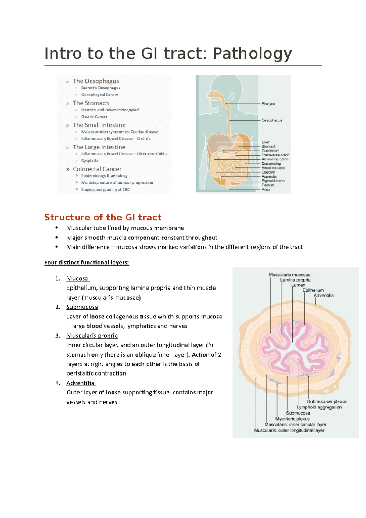 Intro to the GI tract (2) - Intro to the GI tract: Pathology Structure ...